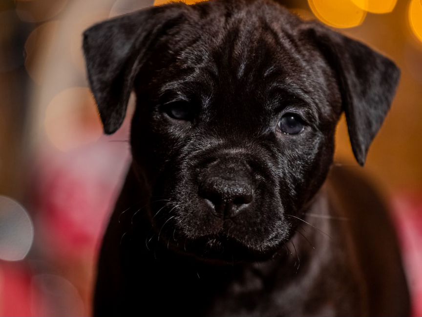 Щенок мальчик Американского питбультерьера