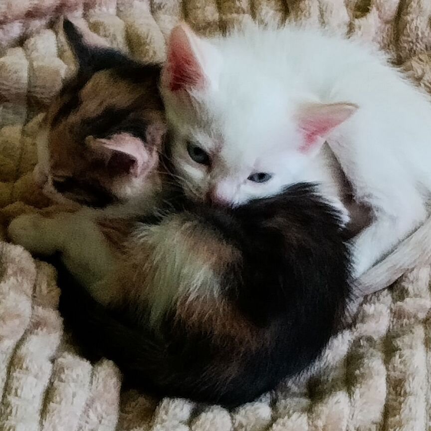 Котята в добрые руки бесплатно
