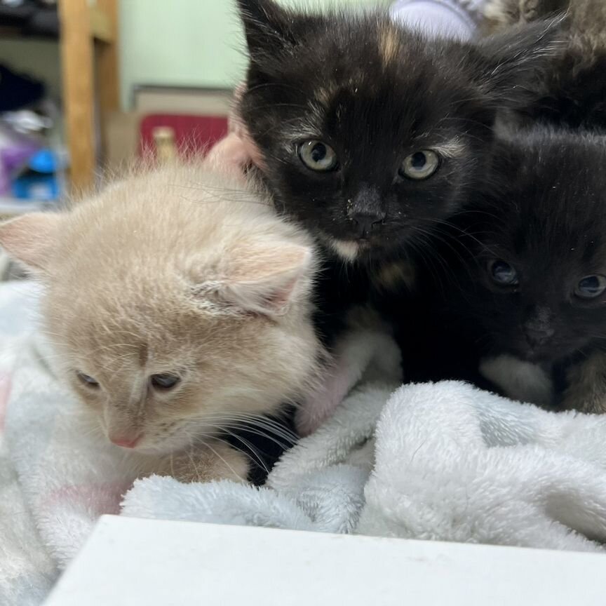 Котята в добрые руки