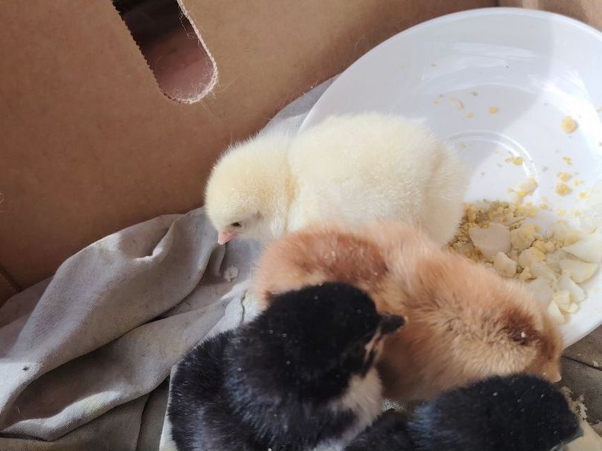 Куры несушки