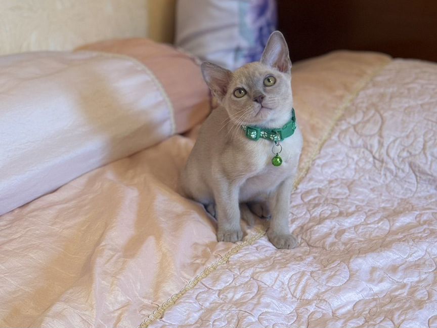 Бурманские котята