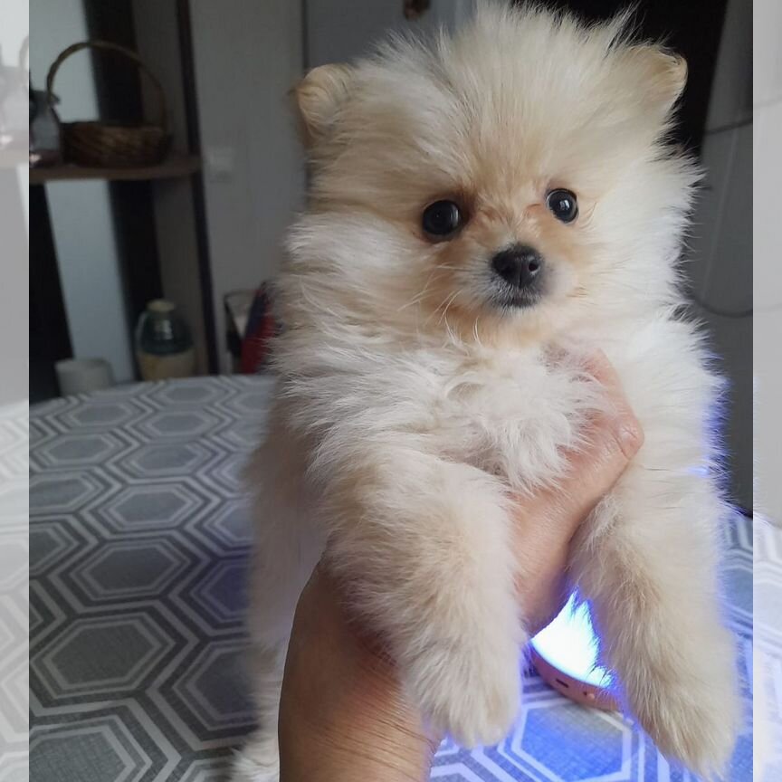 Померанский шпиц