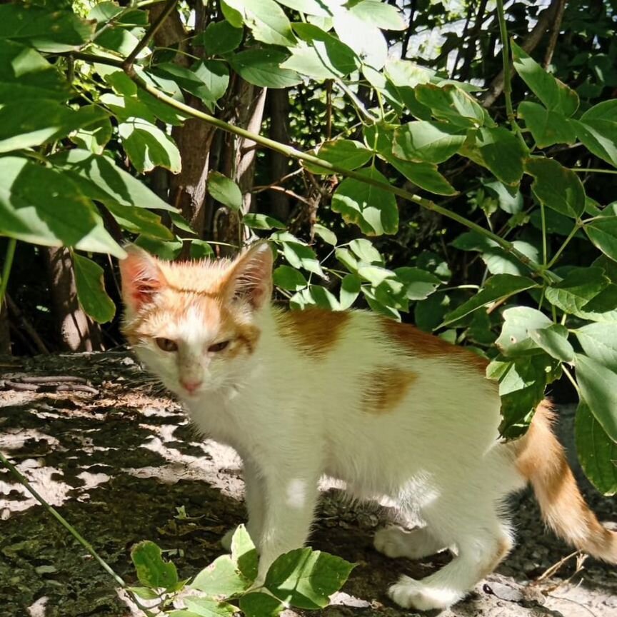 Котенок
