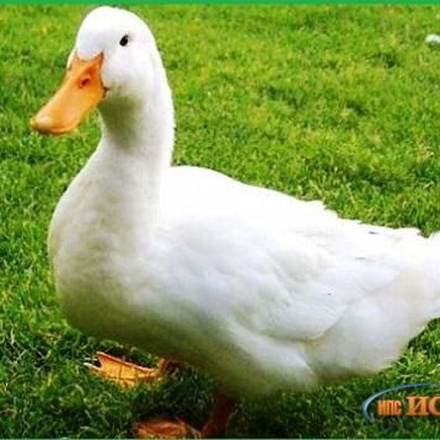 Утки черри велли