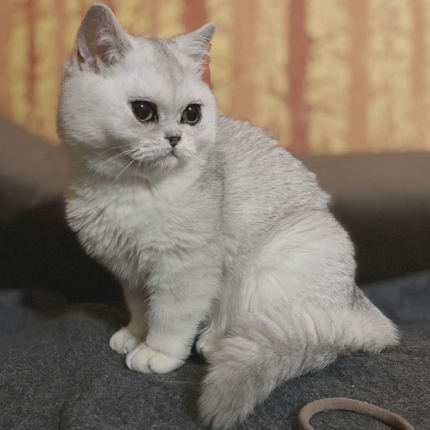 Отдам в добрые руки