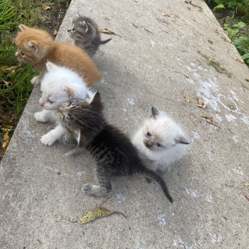 Котята в добрые руки бесплатно