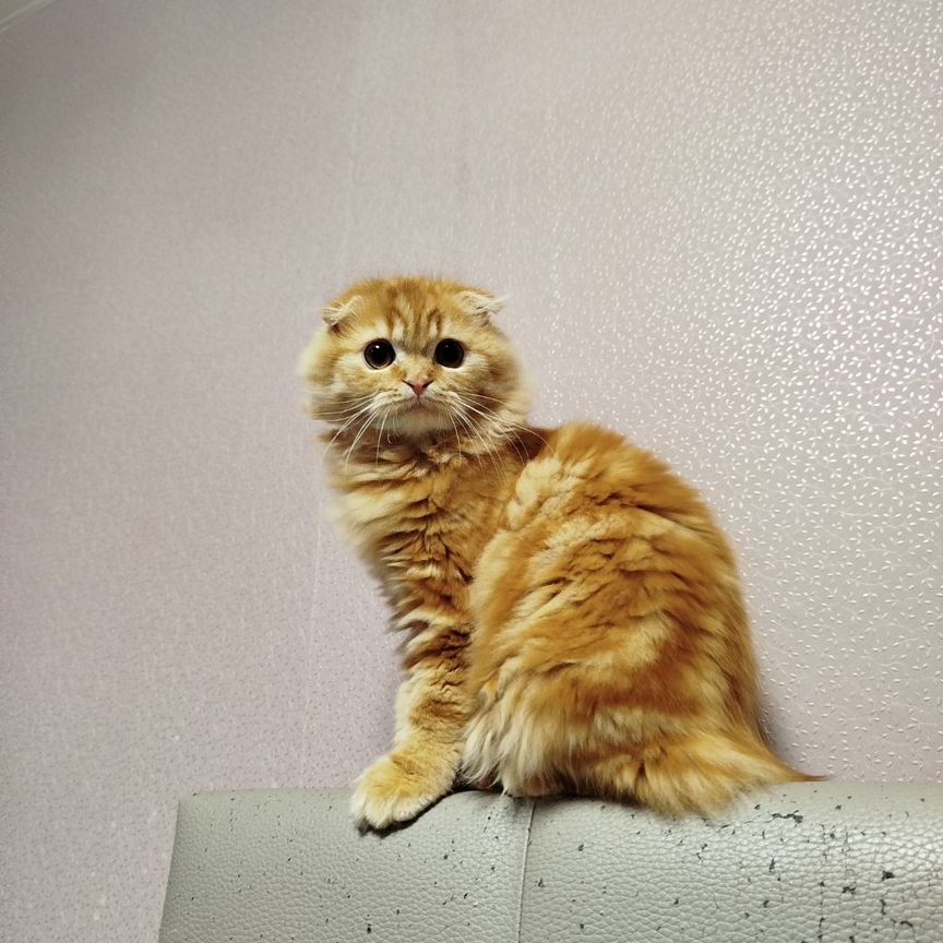 Кошечка 4 мес