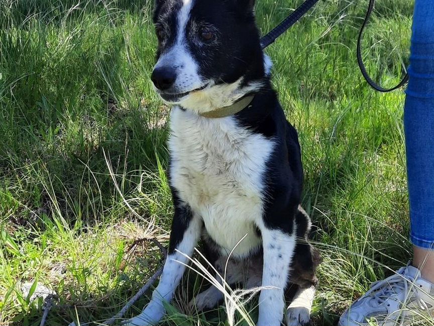 Рекс хочет домой