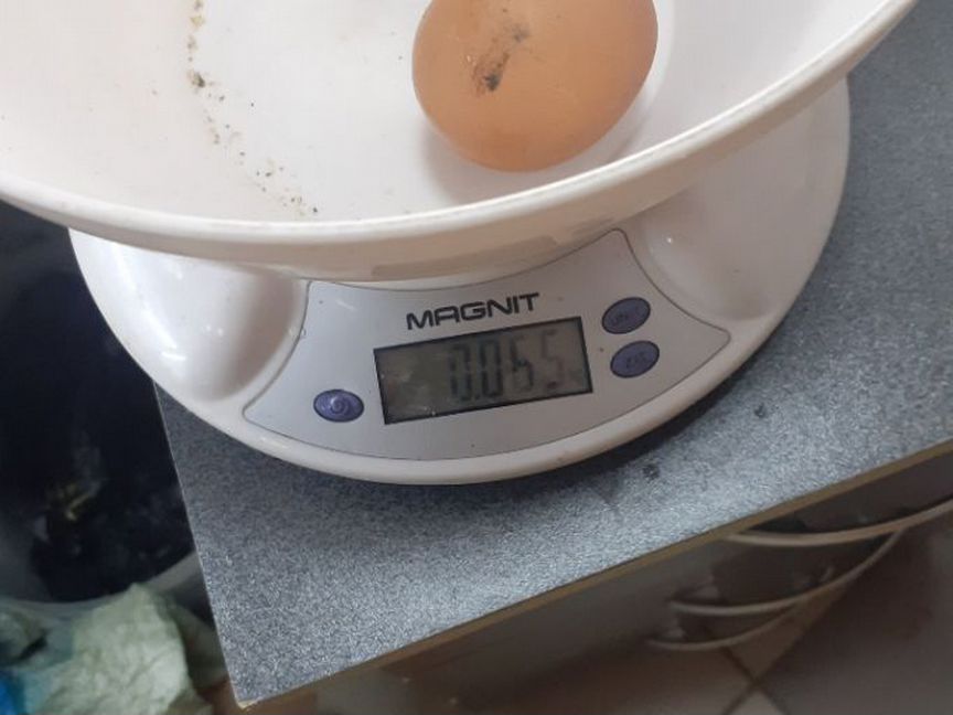 Инкубационное яйцо кур несушек