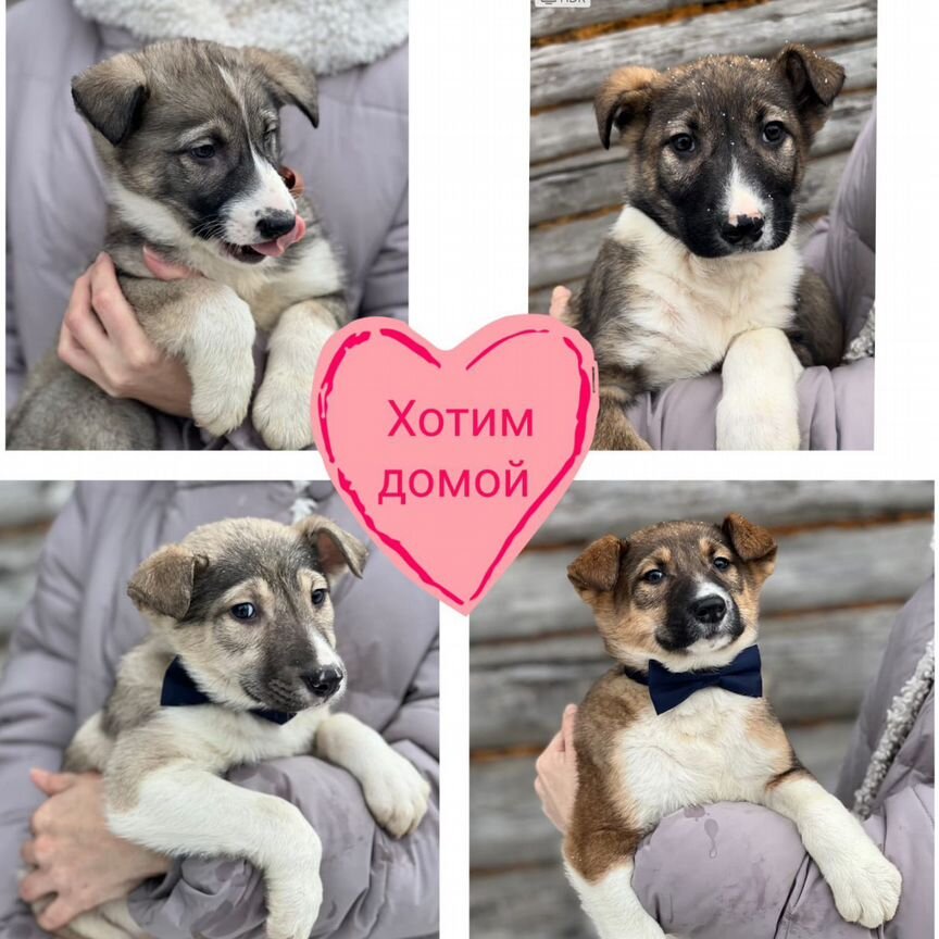 Щенок в добрые руки мальчик девочка