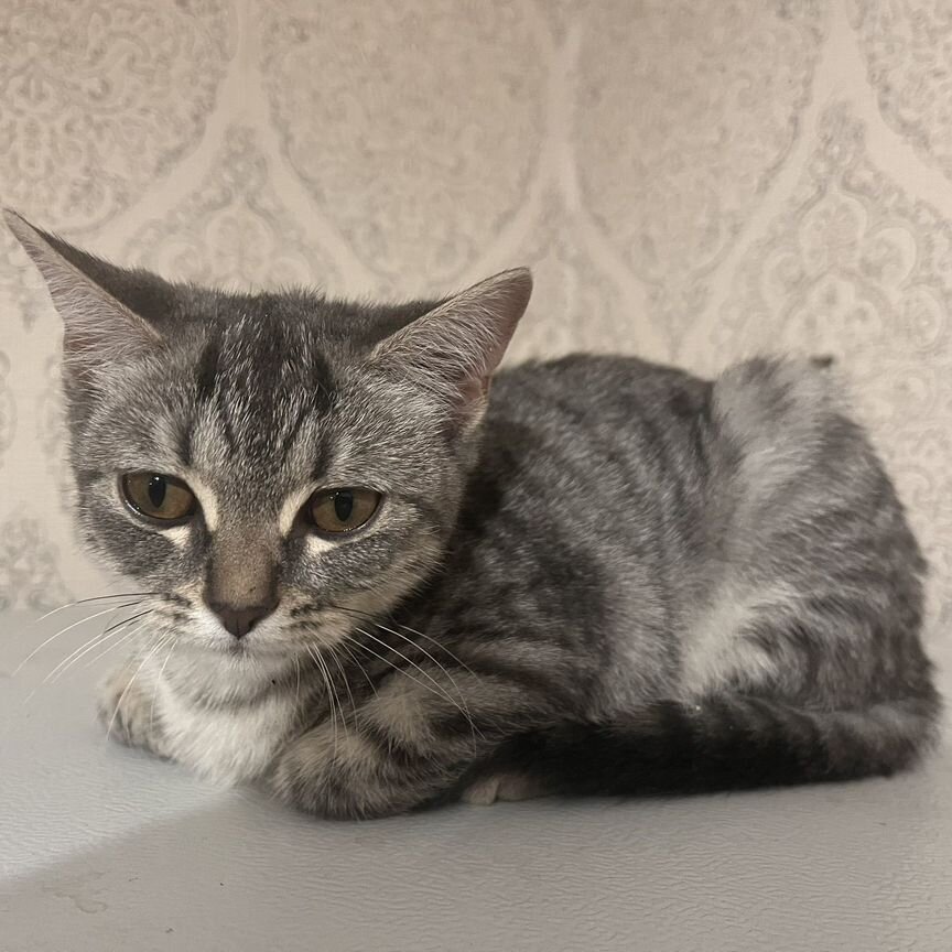 Котёнок от частного владельца