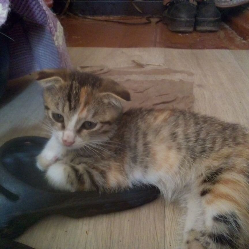 Продам кошечку