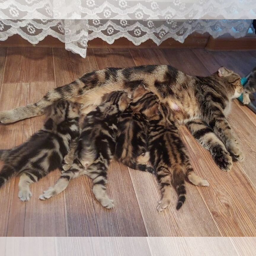 Шотланские котята