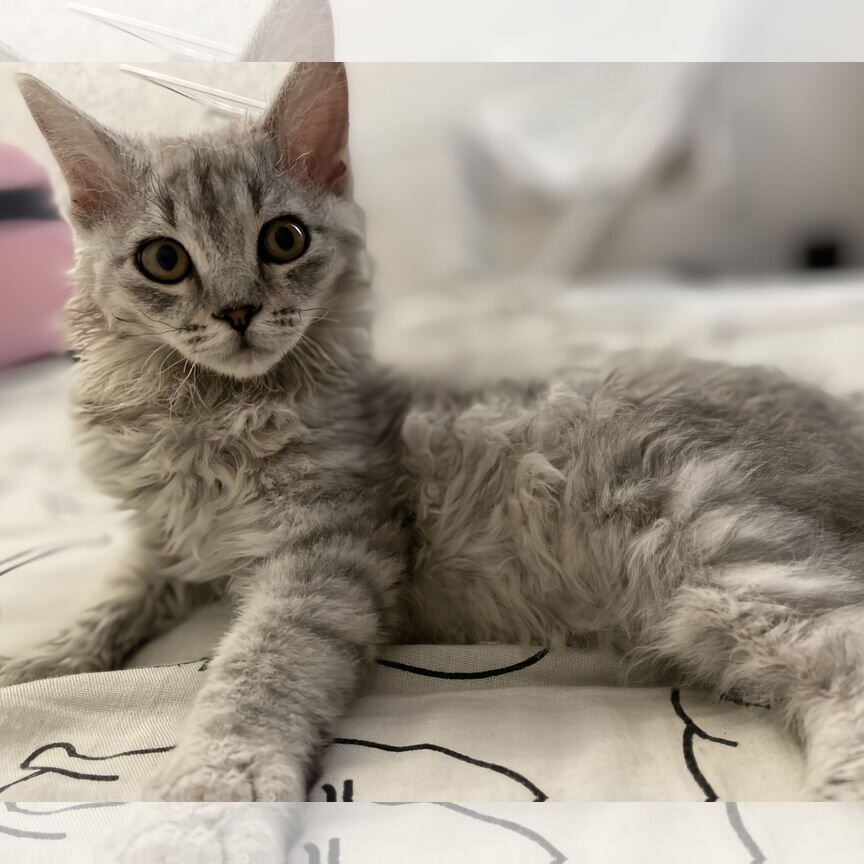 Сибирский котёнок