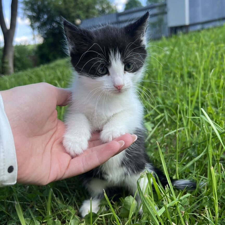 Котёнок в добрые руки