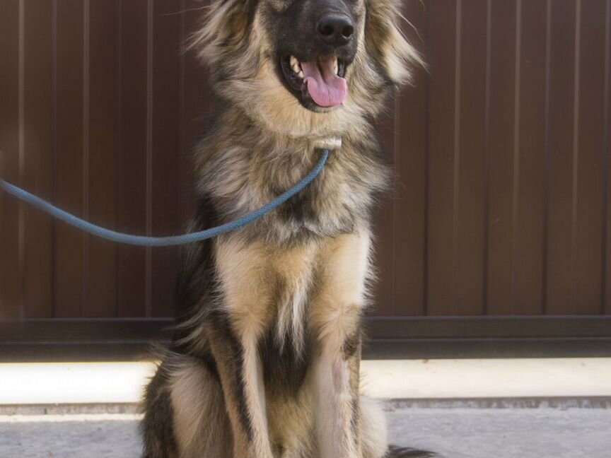 Пёс ищет семью