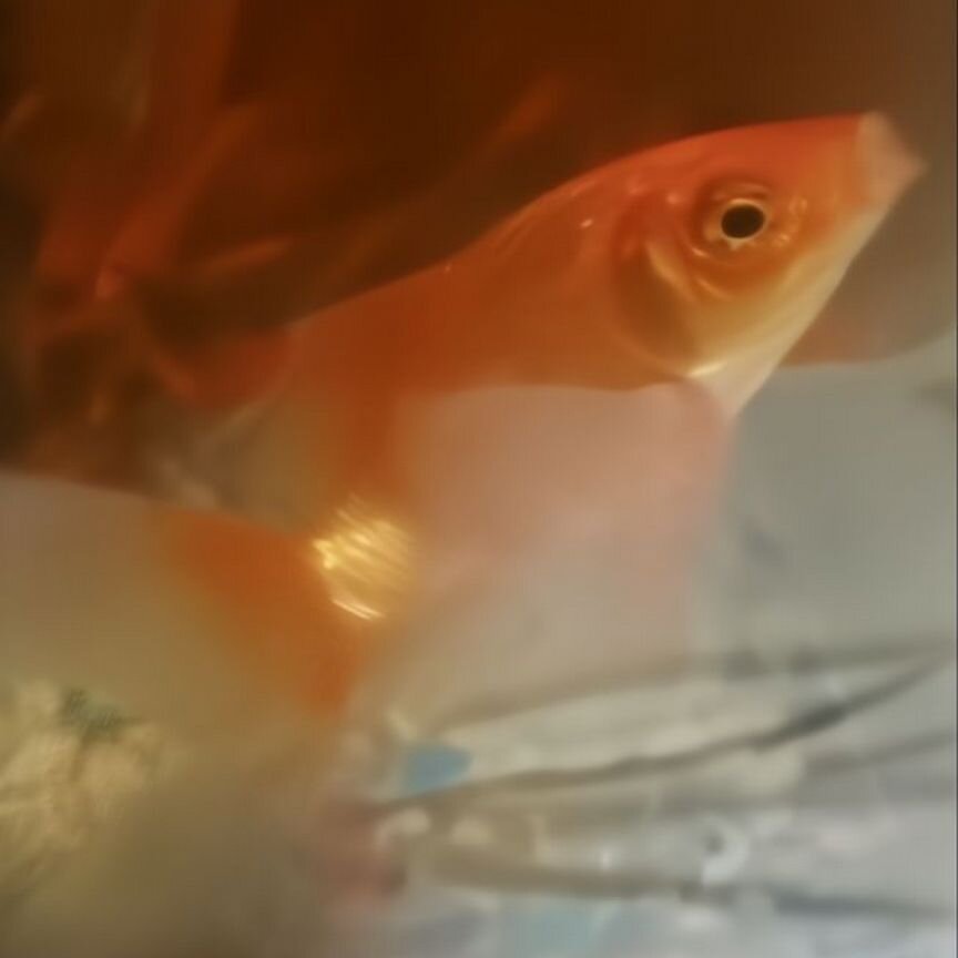 Золотая рыбка