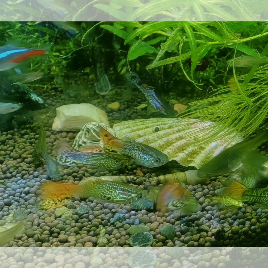 Гуппи кобра