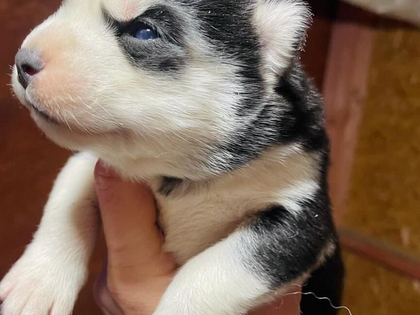 Щенки Помски F3