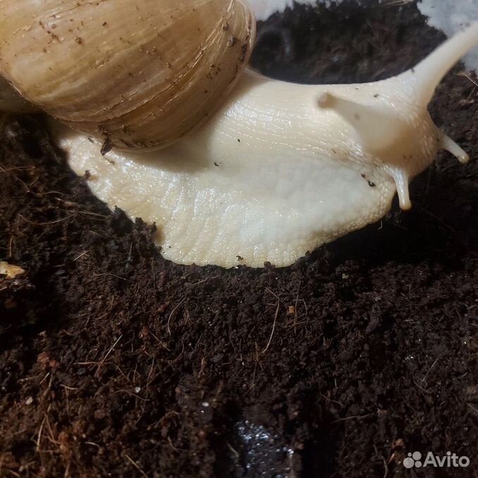 Улитка отдам даром