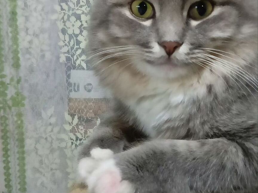 Кот Лайк