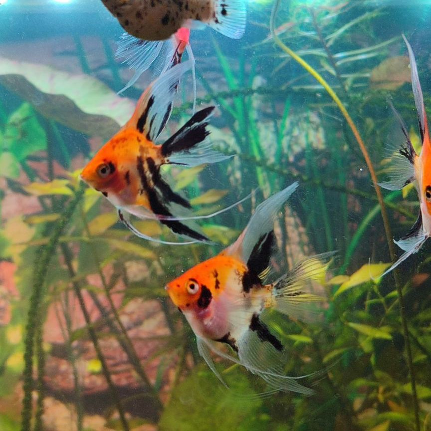 Скалярия Красный Дьявол