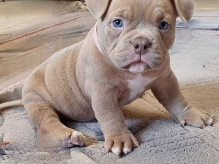 Американский булли Амбулли покет/стандарт/классик