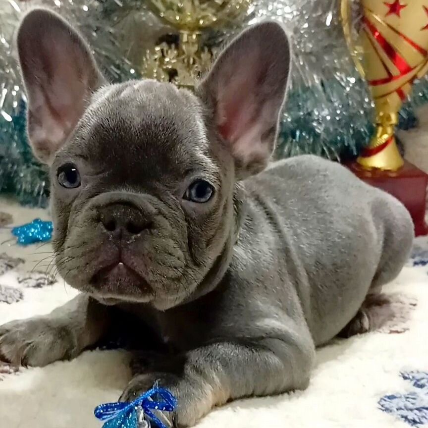 Цветные малыши