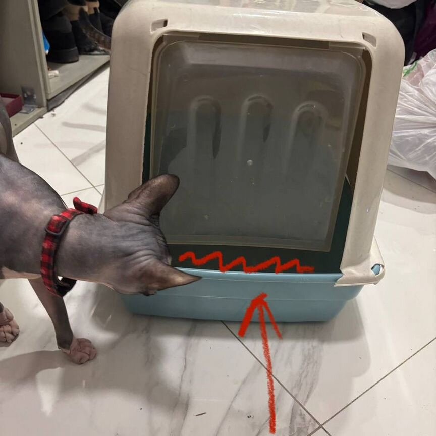 Кошачий лоток