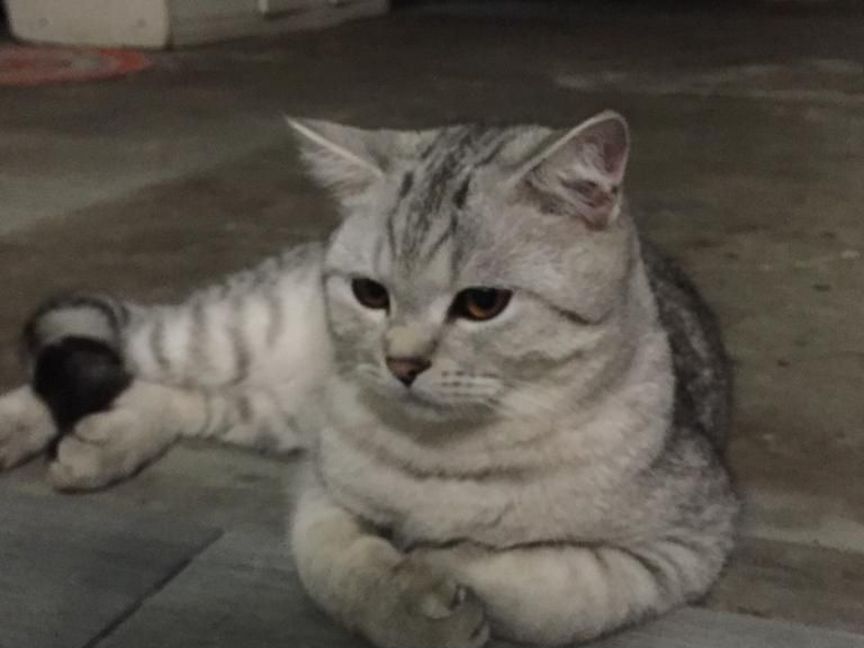 Случка шатланцы