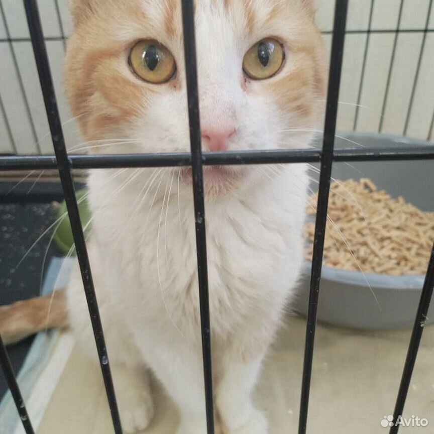 Котик Рыжик 7 лет