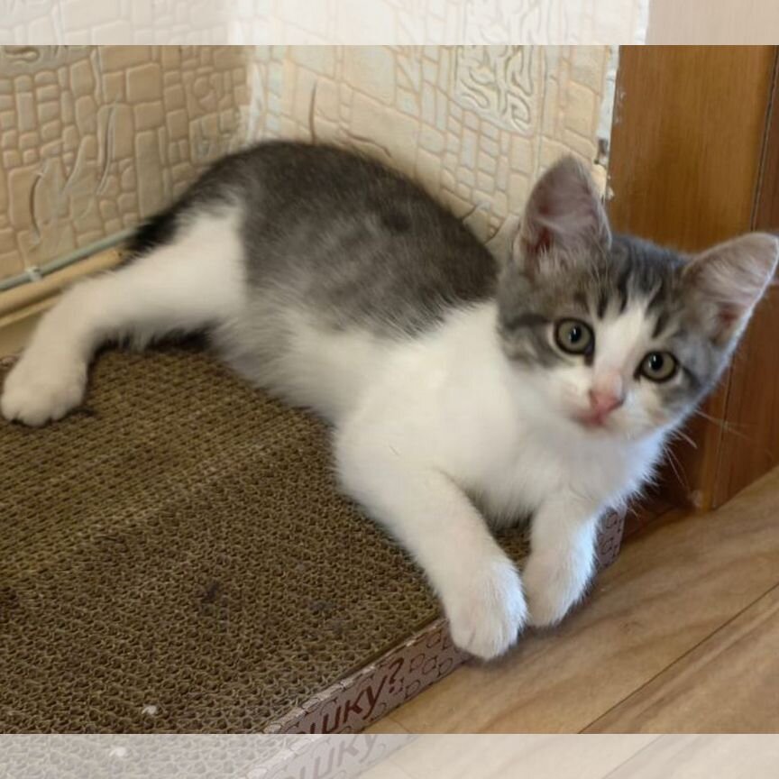 Котёнок в добрые руки