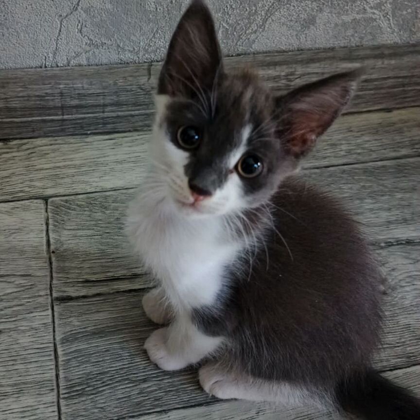 Котенок девочка бесплатно