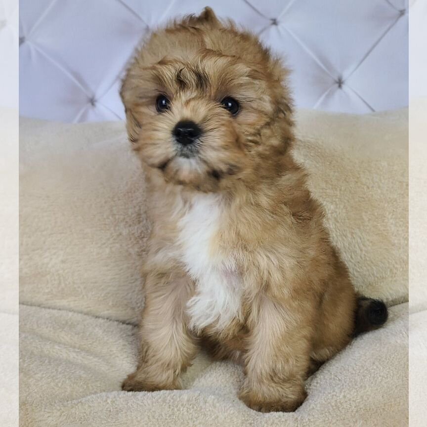 Русская салонная собака, щенок