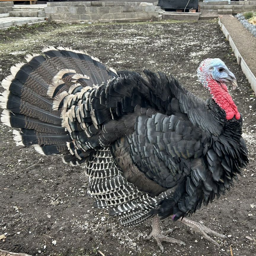 Индюки на племя