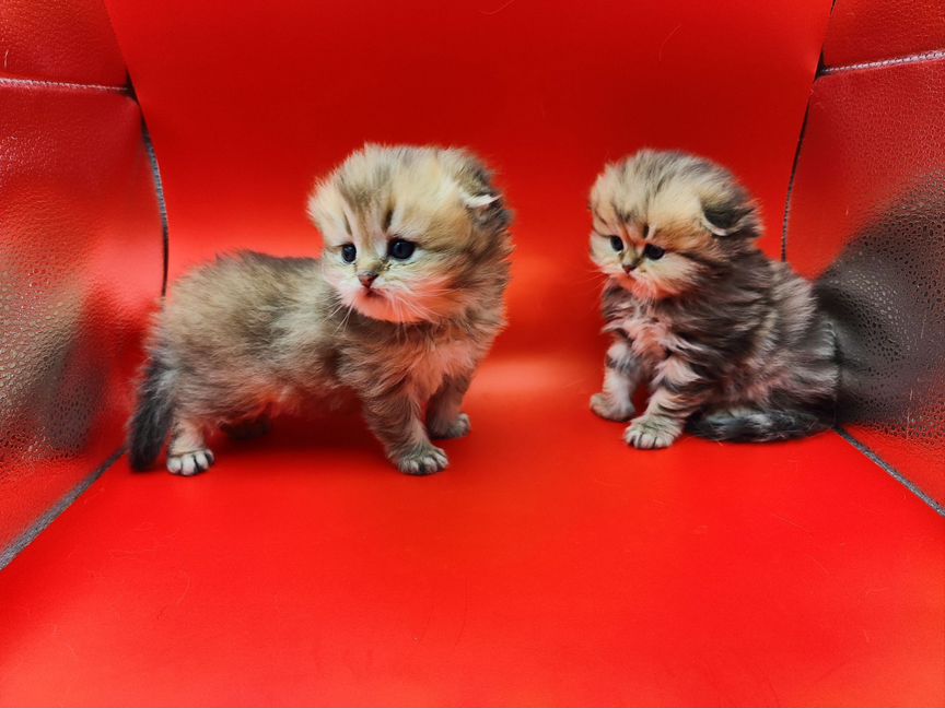 Шотландские кошечки хайленд фолд