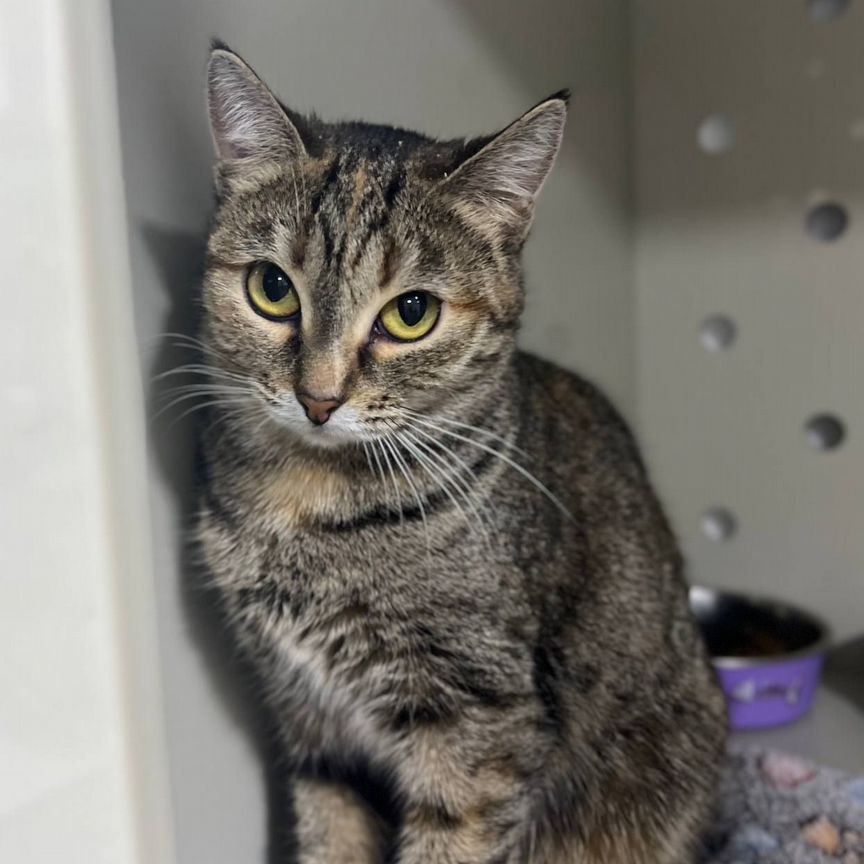 Взрослая, кошка в добрые руки