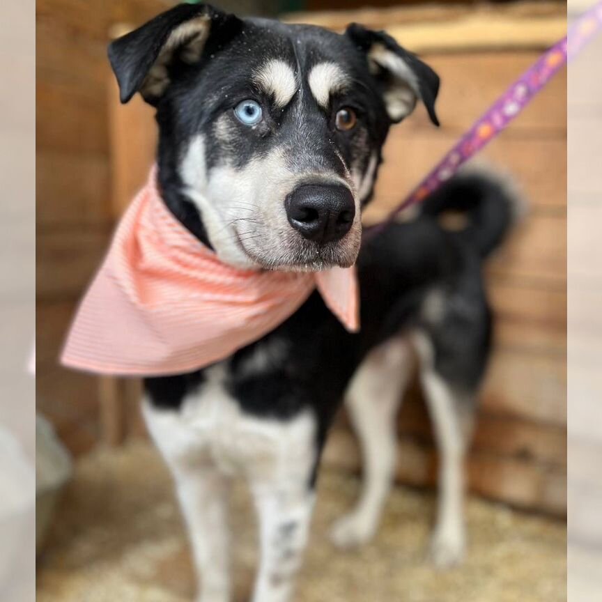 Сибирский хаски, взрослый пёс