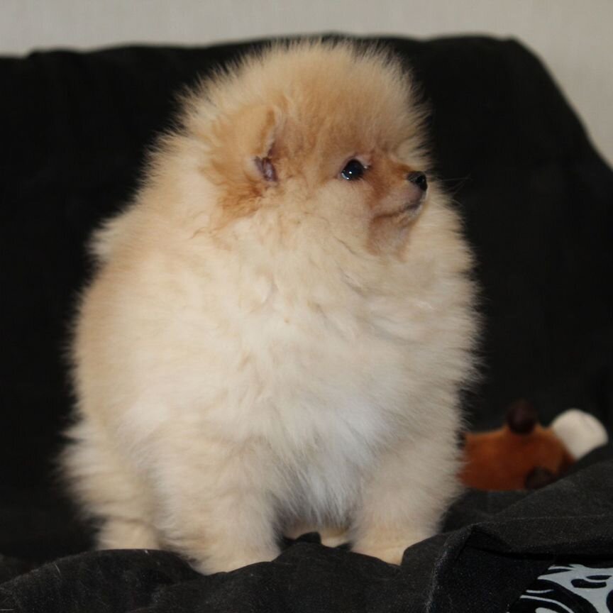 Шпиц мишка оранж