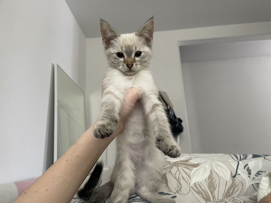 Тайский котенок