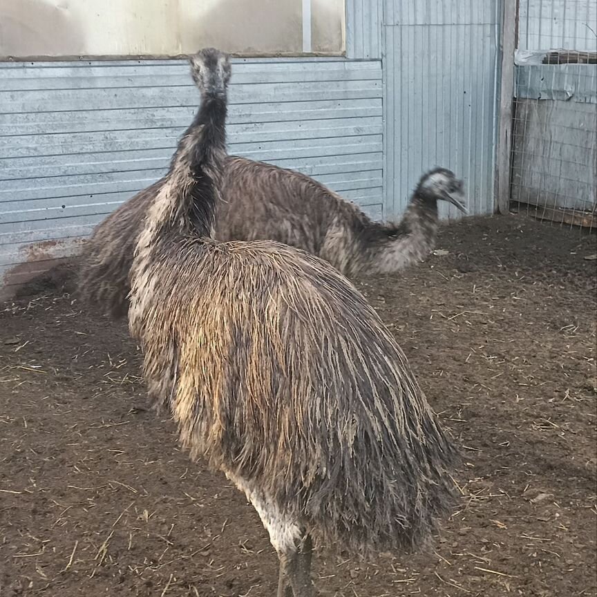 Страусы полуторагодовалые