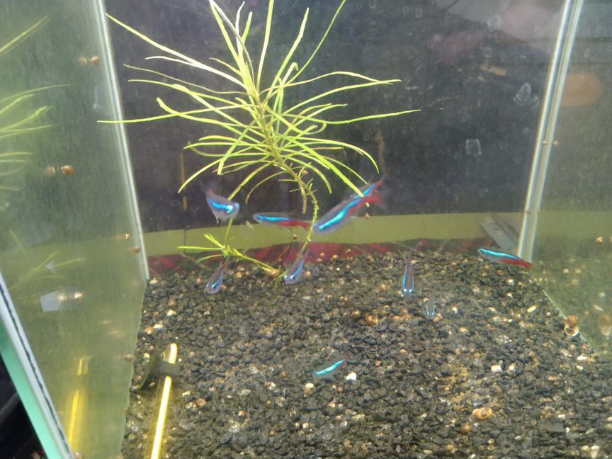 Рыбки неоны