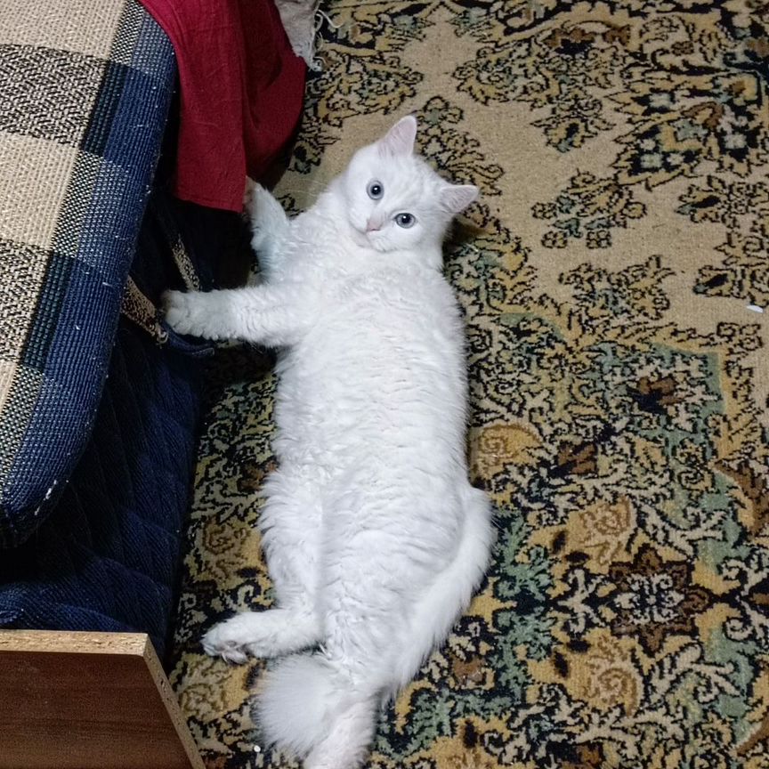 Кошка турецкая ангора