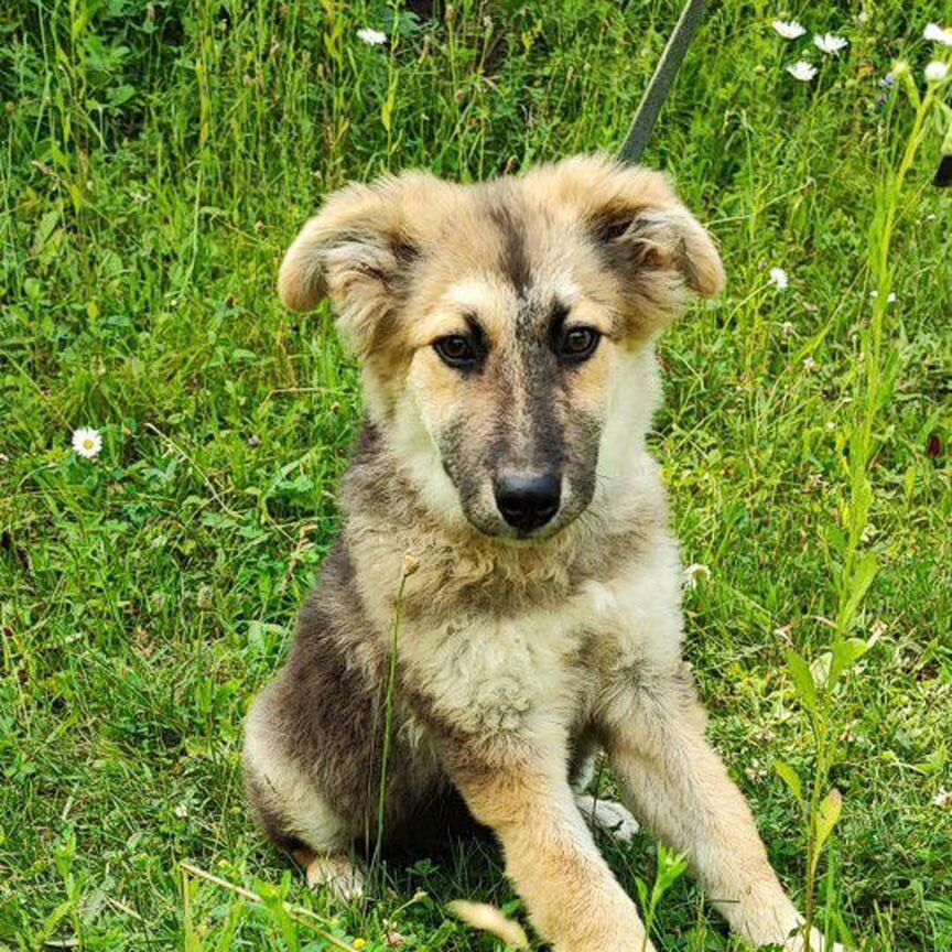 Шейли щенок девочка