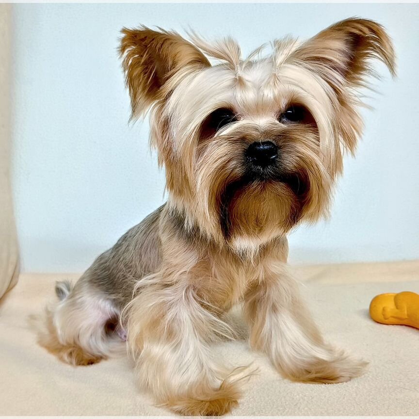 Йоркширский терьер, взрослая собака