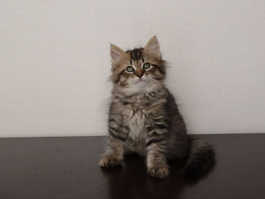 Котята сибирские из питомника