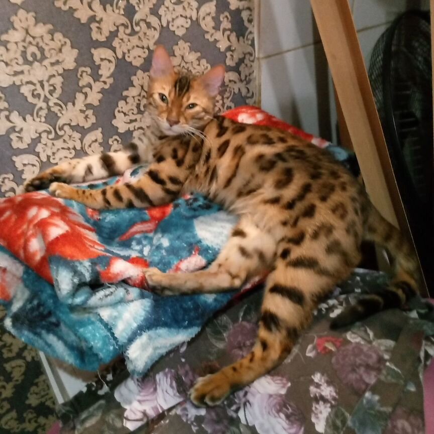 Бенгальская