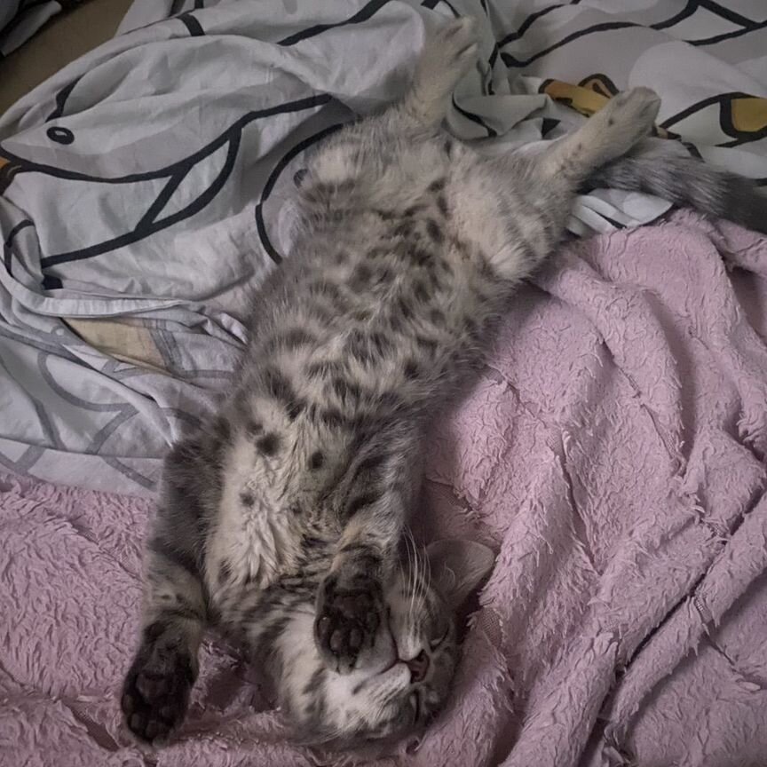 Котята в добрые руки бесплатно мальчик