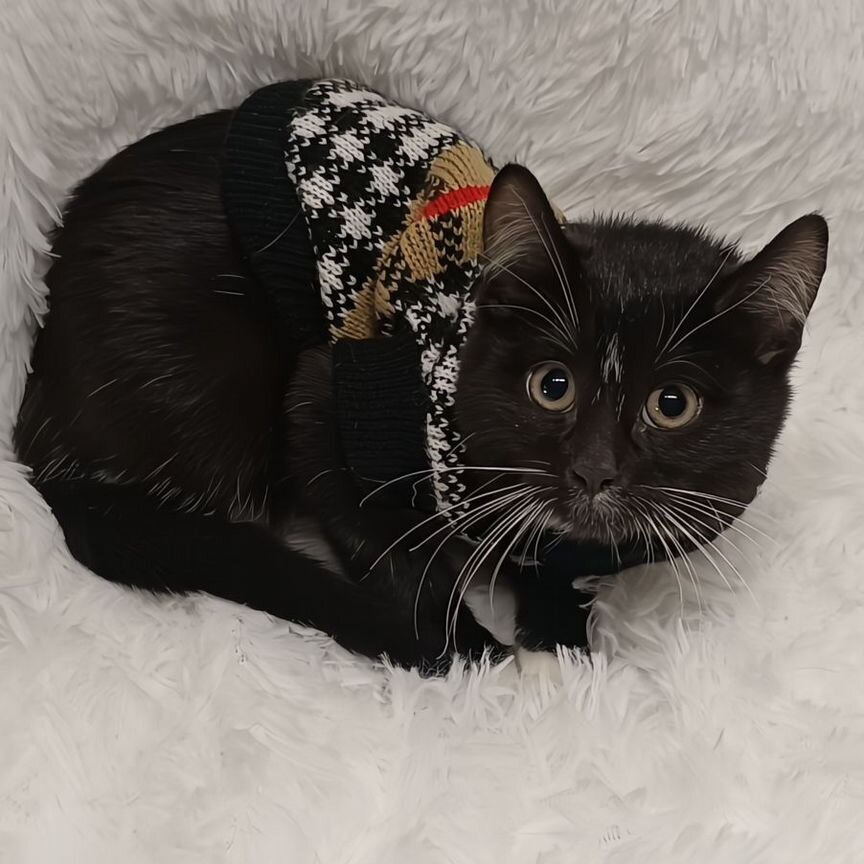 Котёнок в добрые руки