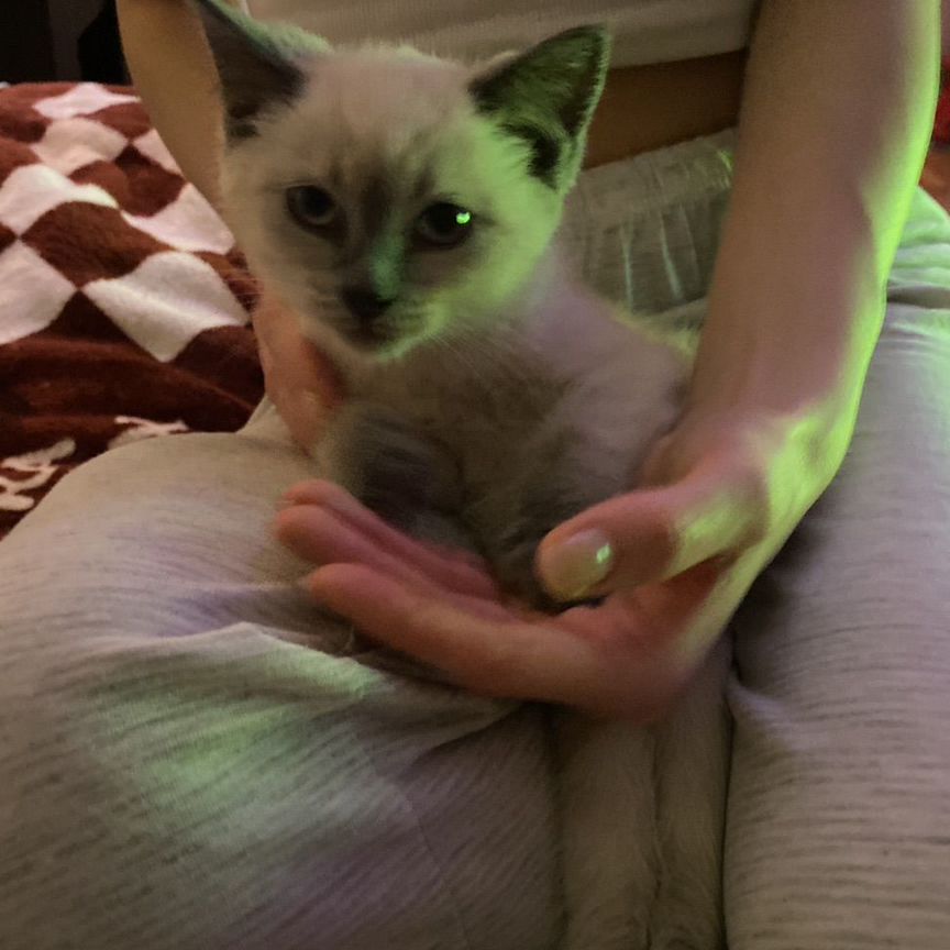 Британский длинношёрстный котёнок